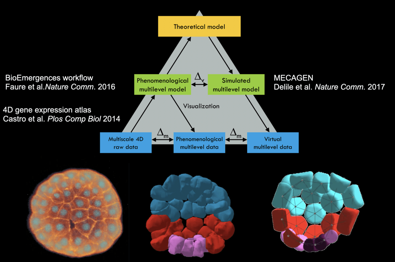 BioÉmergences | MSC
