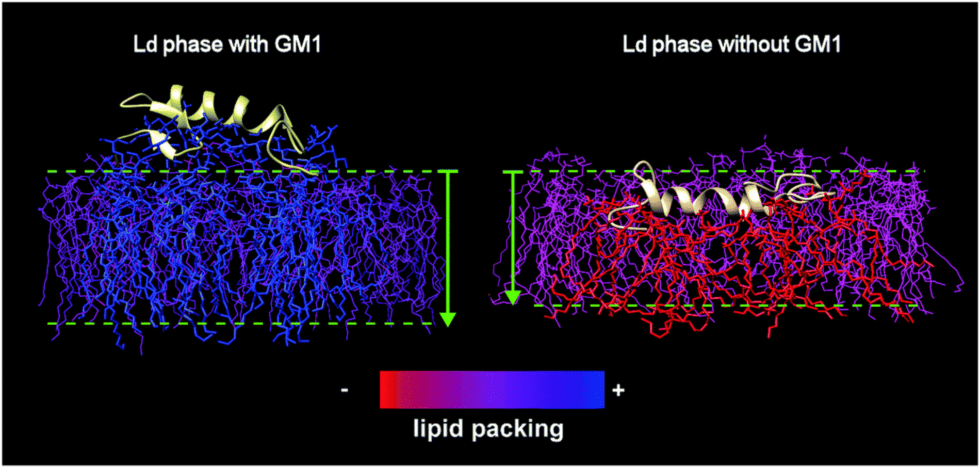 Physics of biological membranes | MSC